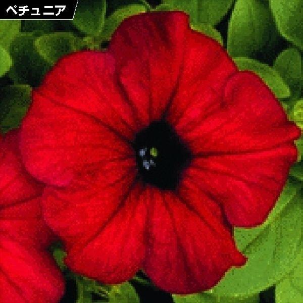 ●商品情報：早咲きで、多花性の中輪種。初夏〜秋に長〜く咲くので「花壇の女王」とも言われています。生長が早く丈夫なので初心者におススメです。●分類：1年草●花期 (約)：7〜10月●草丈(約) ：25cm●備考：※種子の粒数はおおよその目安を...