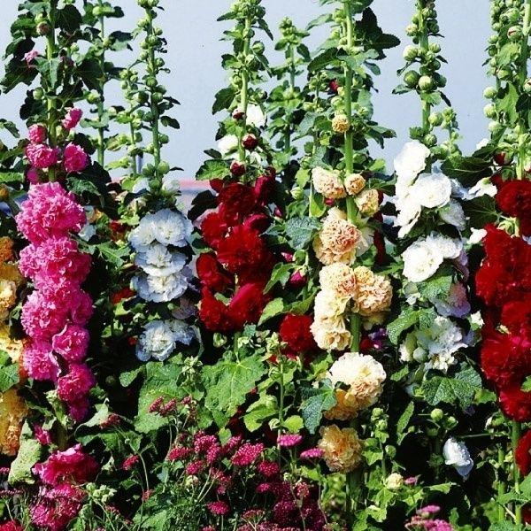 ●商品情報：別名　アルテアロゼア●お届け状態：種●分類：1年草●花期(約)：6〜8月●草丈(約)：200cm●備考：※種子の粒数はおおよその目安を記載しております。実際の粒数とは多少差異がありますのでご了承下さい。また、粒の形状・大きさは、...