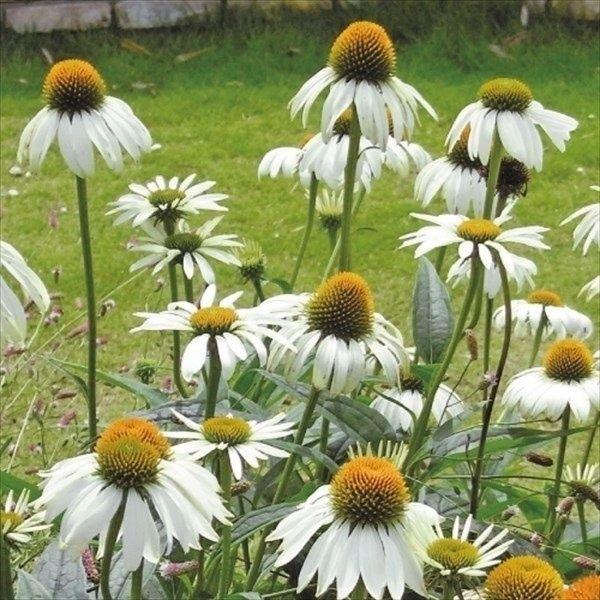 ●商品情報：暑い時期に映える白花●お届け状態：種●分類：多年草●花期(約)：6〜9月●草丈(約)：80cm●備考：※種子の粒数はおおよその目安を記載しております。実際の粒数とは多少差異がありますのでご了承下さい。また、粒の形状・大きさは、採...