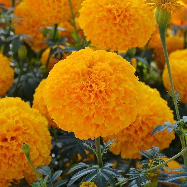 ●商品情報：大輪で美しい花姿のマリーゴールド。美しい発色がよく映え、切花として大活躍!!   ●お届け状態：種子   ●分類：1年草   ●開花期(約)：夏〜秋   ●草丈(約)：80〜120cm●発芽適温(約)：20℃   ●備考・ご注意...