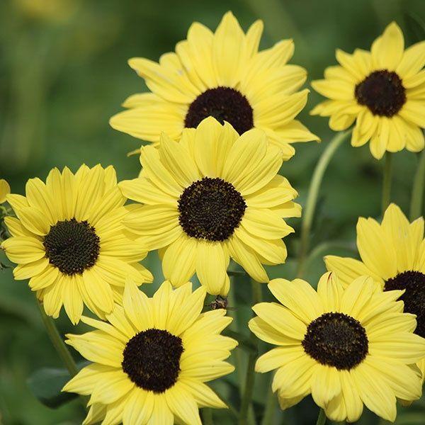 ●商品情報：夏の間ずっと花を咲かせる！小さいブーケにぴったりの小輪花。枝分かれ良く多花性。●お届け状態：種●分類：1年草●花期：7〜9月●草丈：100〜120cm ※種子の粒数はおおよその目安を記載しております。実際の粒数とは多少差異があり...