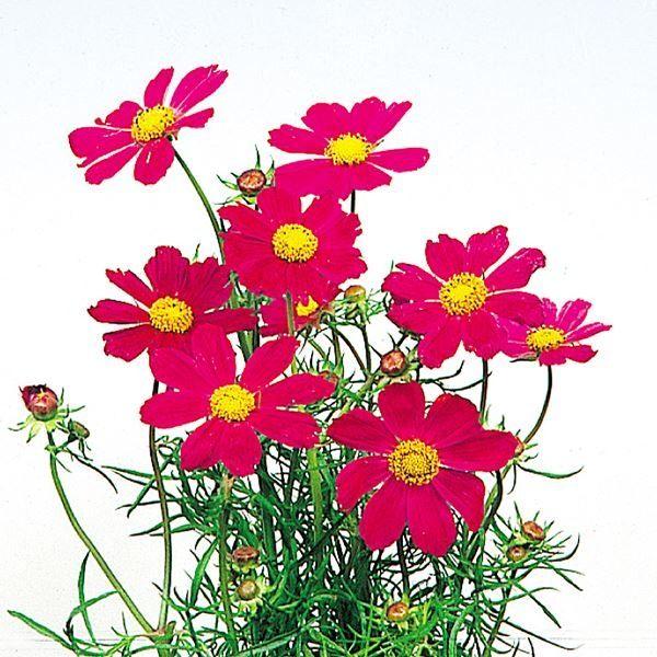 ●商品情報：日当たりとは水はけさえ良ければ、やせ地でも生育するほど強健!!群植させると見応え抜群の秋の風物詩です。●お届け状態：種●分類：1年草●花期(約)：7〜11月●草丈(約)：60cm●備考：※種子の粒数はおおよその目安を記載しており...