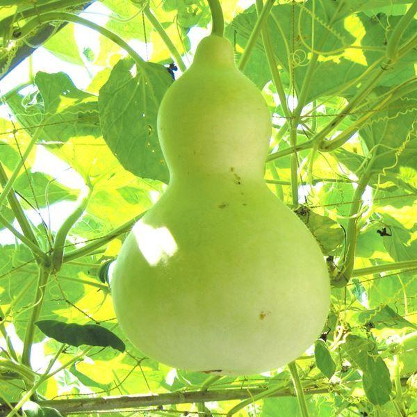 ●商品情報：でっかい！●お届け状態：種●分類：1年●実の収穫期(約)：9〜10月●草丈(約)：つる性●果長(約)：30〜40cm●発芽適温(約)：25〜30℃●栽培適地：庭・鉢※写真は全てイメージです。花色・花形には幅があります。また、花色...