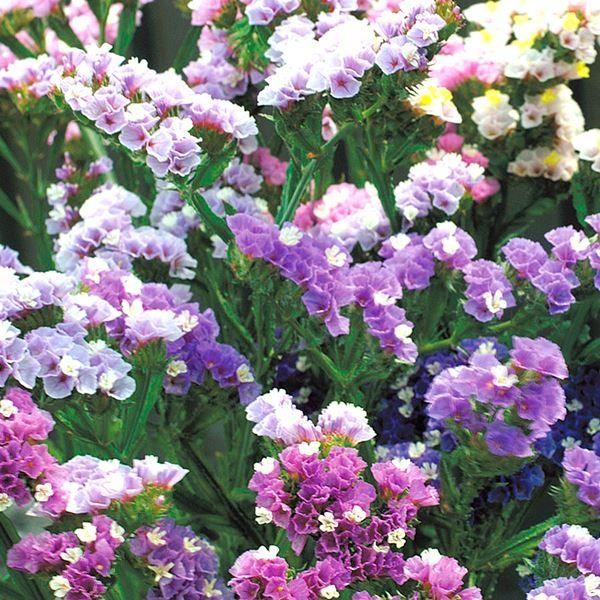 とっても華やか●商品情報：切花やドライフラワーの花材として絶大な人気。日当たりのよく、水はけのよい場所で栽培しましょう。●お届け状態：種●分類：1年草●花期(約)：7〜9月●草丈(約)：80cm ※種子の粒数はおおよその目安を記載しておりま...