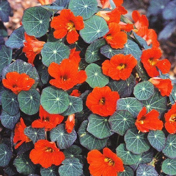 花壇に植えると可愛い●商品情報：全国で栽培可能な一年草。日光を十分に当てて育て、生育期から開花期は10日に1回位液肥を与えるとよいでしょう。●お届け状態：種●分類：1年草●花期(約)：6〜11月●草丈(約)：40cm ※種子の粒数はおおよそ...