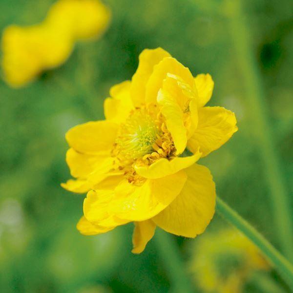 ●商品情報：美しい黄金色   ●分類：多年草   ●花期：6〜8月   ●草丈：50cm   ●備考・ご注意：※種子の粒数はおおよその目安を記載しております。実際の粒数とは多少差異がありますのでご了承下さい。また、粒の形状・大きさは、採種地...