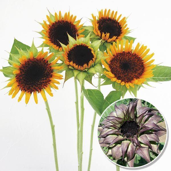 ●商品情報：発達した紫色のがくがひまわりを花びらの代わりに彩ります。ブーケや寄せ植えで存在感抜群!!●お届け状態：種子   ●分類：1年草   ●発芽温度：20〜25℃   ●花期(約)：7〜10月   ●草丈(約)：100〜120cm  ...