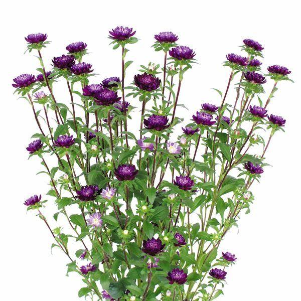 ●商品情報：まるで夜空の色のような深い紫色が人気!小輪のフリル咲きが可愛く、花もち良く長くお楽しみいただけます。   ●お届け状態：種子   ●分類：1年草   ●開花期(約)：7〜8月   ●草丈(約)：50〜70cm●発芽適温(約)：1...