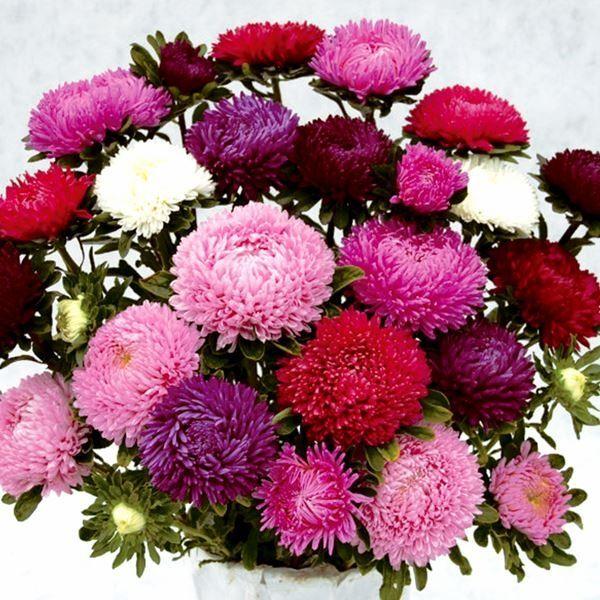 ●商品情報：フラワーアレンジメントの材料として人気!!お盆の切花にも。大輪で花びらの重なりが多い品種です。●お届け状態：種子   ●分類：1年草   ●発芽温度：15〜25℃   ●花期(約)：7〜8月   ●草丈(約)：50〜70cm  ...