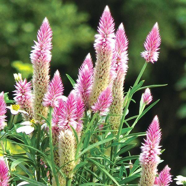 ●商品情報：花色がとても綺麗で、花の質感も素晴らしいケイトウ。生花はもちろんですが、ドライフラワーにしてアレンジメントやリースなどにオススメ。●お届け状態：種子   ●分類：1年草   ●発芽温度：20〜25℃   ●花期(約)：6〜10月...