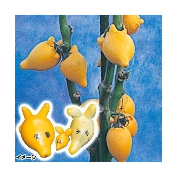 ●商品情報：フォックスフェイスの名前でもよく知られ、可愛らしい実が人気!●お届け状態：種●分類：1年草●発芽適温(約)：20〜25℃●実の観賞期(約)：9〜11月●草丈(約)：100cm●栽培適地：庭・鉢・切枝※播種や植え付け後の栽培条件、...