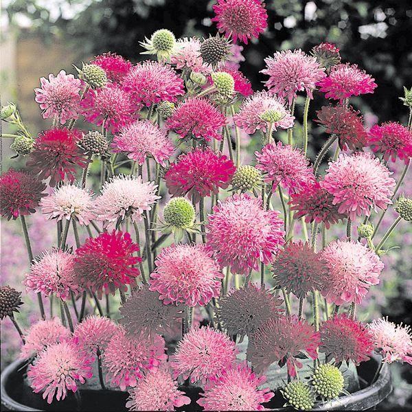 ●商品情報：スカビオサの近縁種でよく似た花を咲かせます。丈夫で育てやすい。赤・桃・紫等の花色ミックスです。   ●お届け状態：種子   ●発芽適温： 20〜24℃   ●分類：多年草   ●開花時期：5〜9月   ●草丈：70〜90cm  ...