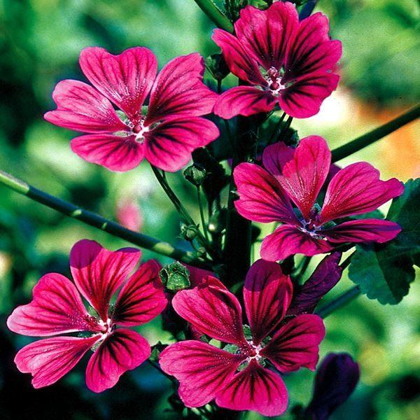 ●商品情報：花径約7cmで、艶やかな濃赤紫の大輪花は見事。花付きよく、開花期間が長いので、花壇に重宝します。●お届け状態：種子●分類：多年草●発芽適温：20℃●花期：6〜9月●成長後の草丈：80〜120cm●栽培適地：庭・鉢・切花 ※種子の...