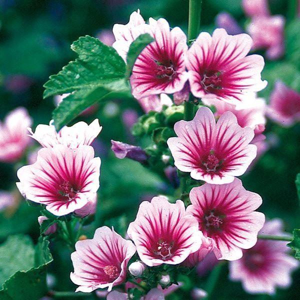 ●商品情報：淡桃色の花弁に、紫色の筋が入る美色花が次々と咲き、とても美しく華やか。開花期間が長く、強健で育てやすいです。●お届け状態：種子●分類：多年草●発芽適温：20℃●花期：6〜9月●成長後の草丈：80〜120cm●栽培適地：庭・鉢・切...