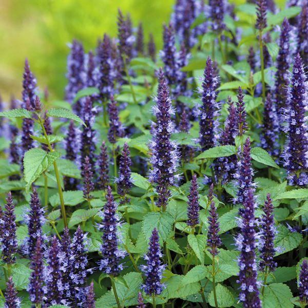 ●商品情報：暑さに強く、7月頃から咲き始め、秋遅くまで繰り返し花を楽しめます。柔らかなミントの香りもステキ。   ●お届け状態：種子   ●発芽適温： 15〜20℃   ●分類：多年草   ●開花時期：6〜10月   ●草丈：50〜60cm...