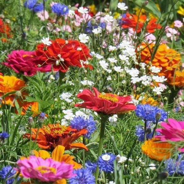 ●商品情報季節のお花のミックス！   ●お届け状態 種   ●草丈40〜100cm(植物により異なります。)   ●発芽適温18〜24℃(植物により異なります。)   ●備考播種や植え付け後の栽培条件、天候等によりその結果が異なることがあり...