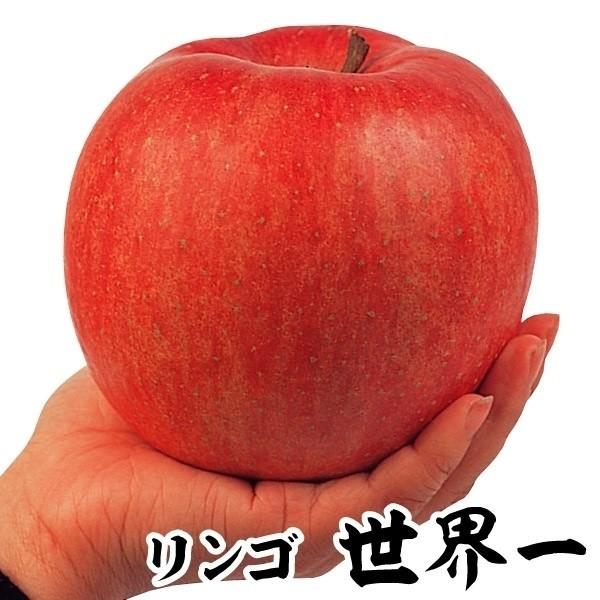 ●商品情報：最大1kg(平均500ｇ)になる巨大リンゴ。多汁で甘くて美味。●お届け状態：接木1年生根巻苗●種別：落葉樹●収穫期：10月中旬〜●日照条件：日なた●耐寒性：強●栽培適地：庭・鉢●栽培のポイント：1本では実らないので異品種を混植する：