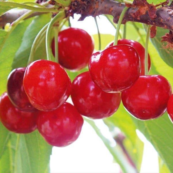 ●商品情報：鮮やかな紅色が美しい大玉サクランボ(果重8〜10g)!  最高糖度20度で酸味少なく感動の甘さ!! 「佐藤錦」と受粉の相性抜群で、「佐藤錦」の後に収穫できるので、一緒に植えれば長く美味しいサクランボが楽しめます。●お届け状態：接...