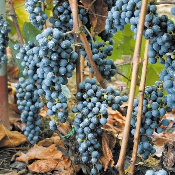 ●商品情報：山梨大学が作出した、日本に自生する山ブドウと最高級ワイン用ブドウ「カベルネソーヴィニヨン」の交配品種。日本の気候では栽培が難しいとされてきた「カベルネソーヴィニヨン」ですが、「裂果しない」「病害虫にも強い」「収穫量が安定している...