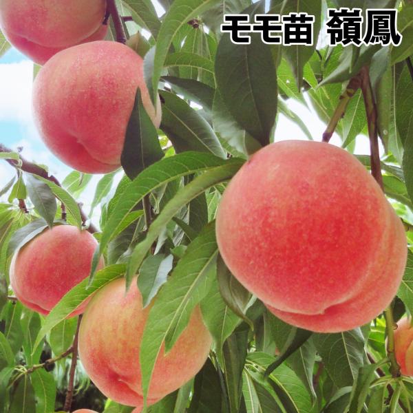 モモ 苗木 嶺鳳 1株 果樹苗 国華園 : 花と緑 国華園 - 通販 モモ 苗木 嶺鳳 1株 果樹苗 国華園 : 花と緑 国華園 - 通販