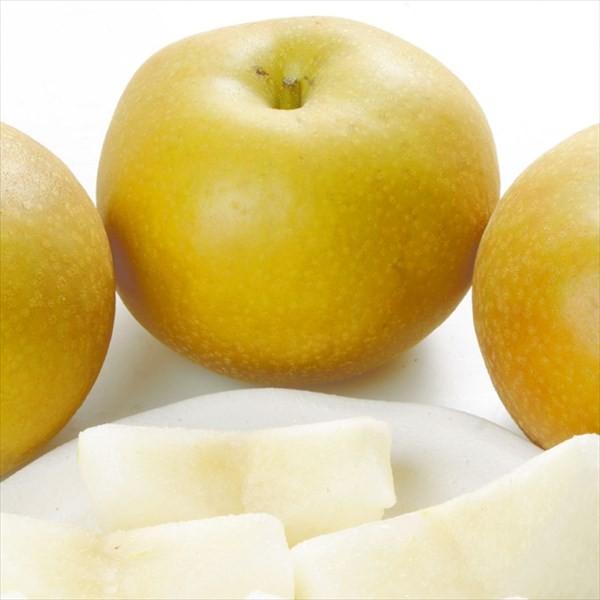 ●商品情報：糖度約15度で「豊水」や「幸水」より甘く、果肉やわらかでジューシー! 果重360〜380gの大玉で、酸味少なく品種良好です。常温で1か月も保存できます。●お届け状態：接木1年生根巻苗●分類：落葉樹●生長後の樹高(約)：2.5〜3...