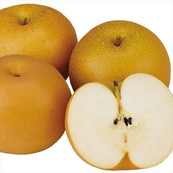 ●商品情報：平均果重500gにもなる大玉で、最高糖度18度(平均12度)!!  病気に強く樹勢も強いので育てやすいナシです。●お届け状態：接木1年生根巻苗●分類：落葉樹●実の収穫時期(約)：9月下旬〜●生長後の樹高(約)：2.5〜3m●耐寒...