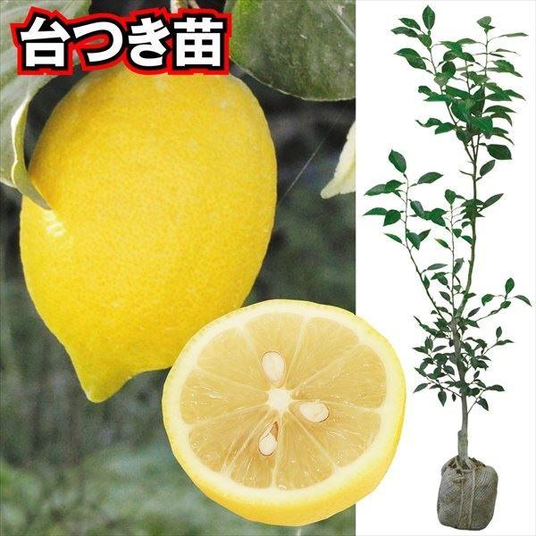 ●商品情報：ビタミンC豊富で、芳香性抜群!料理の香りづけやジュースに。庭木にも人気のレモンです。【台つき苗とは】通常お届けする苗木は、時期になると掘り起こし、根についた土を落としてからポットにあげてお届けしています。しかしこちらの「台つきカ...