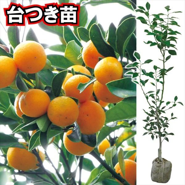 ●商品情報：日本で生産量の多い金柑。約10gの果実は生でも加工しても美味しい！【台つき苗とは】通常お届けする苗木は、時期になると掘り起こし、根についた土を落としてからポットにあげてお届けしています。しかしこちらの「台つきカンキツ苗」は、土を...