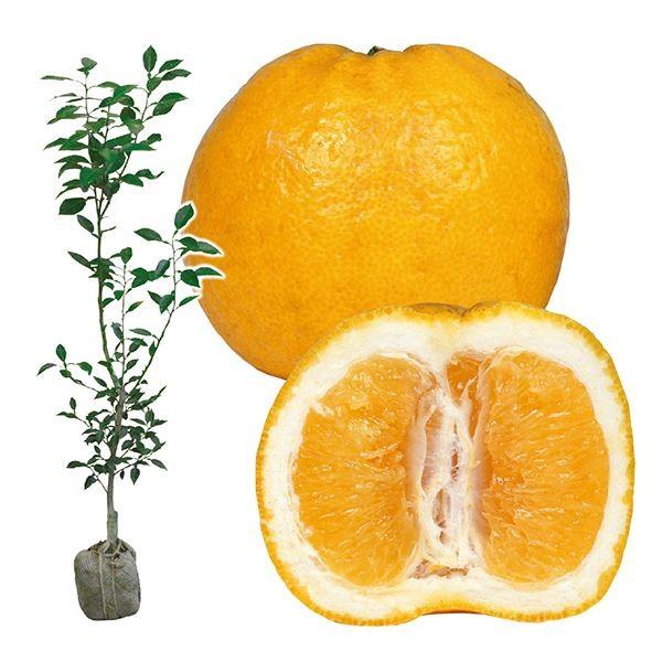 ●商品情報：煩わしいタネが無い、通称「タネなしユズ」! 多汁で料理に使いやすくとっても便利と大評判。【台つき苗とは】通常お届けする苗木は、時期になると掘り起こし、根についた土を落としてからポットにあげてお届けしています。しかしこちらの「台つ...