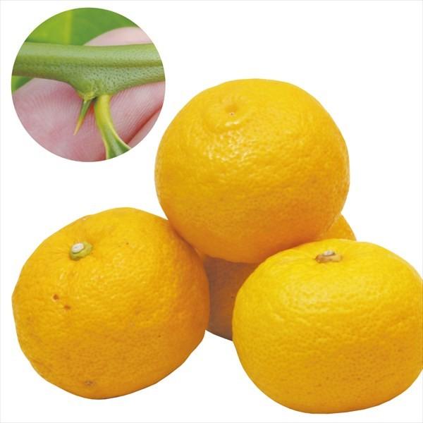 ●商品情報：あの鋭くて長いトゲがほぼなく、とっても扱いやすいユズです。 ポン酢・ユズ風呂・ユズ茶などに。●お届け状態：接木1年生根巻苗 ●分類：常緑樹 ●収穫期(約)：8〜12月●生長後の樹高(約)：2.5〜3m●日照：日なた●耐寒性：中●...