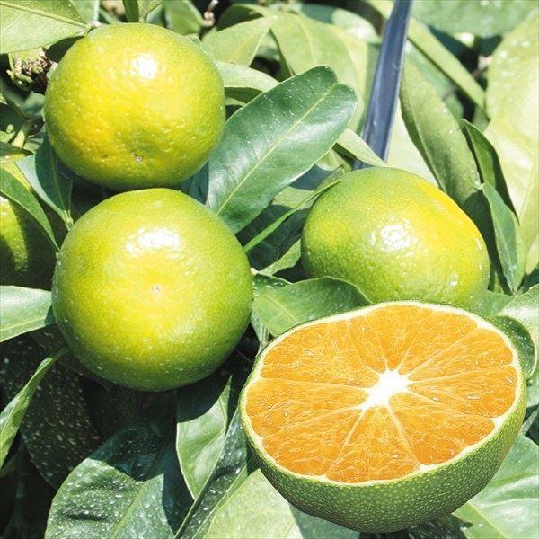 ●商品情報：他の早生温州みかんより減酸が早い、極早生温州みかん。8月末にもう酸が抜けて、なんと糖度12度の甘さ!  鈴なりにたくさん結実されると、品質の良い美味しい果実が収穫できます。果皮が2〜3分程度着色した頃が食べ頃です。●お届け状態：...