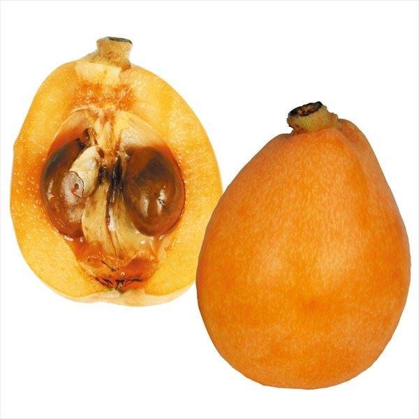 ●商品情報：バラ科の常緑樹。十分肥大すると100〜200gにも肥大する巨大ビワ! 今までのイメージを打ち破る素晴らしい食べ応え!漢字・別名：枇杷、小匏(コフクベ)、蘆橘(ロキツ)、ロクワット●お届け状態：接木1年生ポット苗●分類：常緑樹●実...