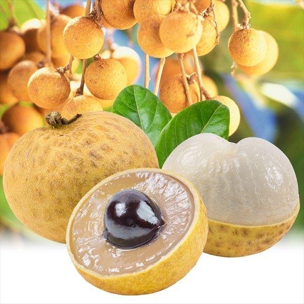 ●商品情報：中国原産の大玉品種。最大果重は31g(平均果重15〜20g)、糖度は平均13度あり、甘くてデカイ!! しっかりした歯応えとさっぱりした甘さで美味。【リュウガン】ロンガンとも呼ばれるムクロジ科の常緑樹。ムクロジ科という事で見た目の...