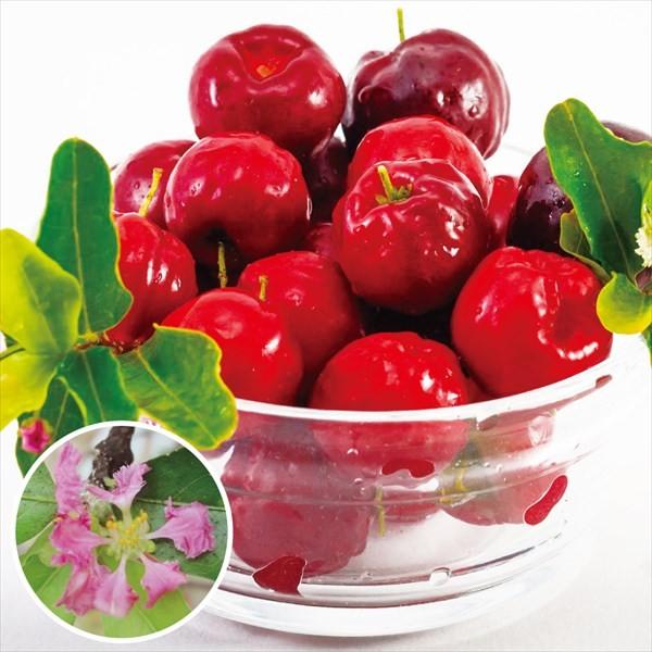 ●商品情報：ビタミンCやアントシアニンなどの抗酸化物質をたくさん含有しているアセロラ。生果は日持ちしないため店頭に中々並ばず、食べるには自家栽培するのが一番!! 豊産性品種。キントラノオ科。別名：バルバドスチェリー●お届け状態：挿木3年生1...