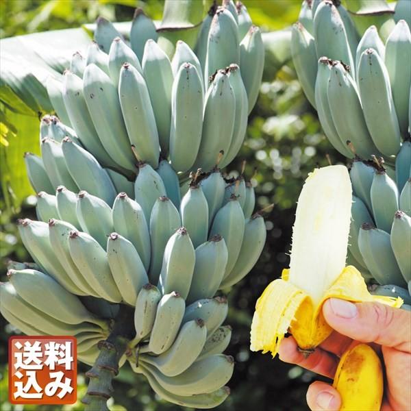 ●商品情報：関東以西の温暖地なら露地植え可能なバナナ!! 「アイスクリーム」＋「バナナ」＝「アイスクリームバナナ」。見た目は一見普通のバナナ。皮をむいてパクっと一口、「!?、バナナアイス??」と驚愕。バニラ風味の果肉は、もちもちとした食感で...
