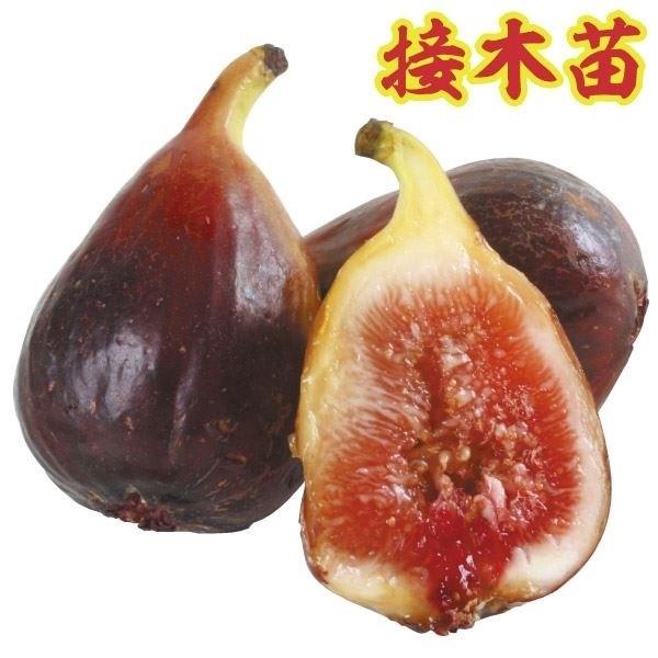 ●商品情報：株枯病に強いイチジクの接木苗!  夏果は最大220g、秋果は糖度約20度と甘い。超豊産性の超有名品種。●お届け状態：接木1年生根巻苗●分類：落葉樹●生長後の樹高：2〜3ｍ●収穫時期：夏果:6月下旬〜7月、秋果:8月中旬〜10月●...