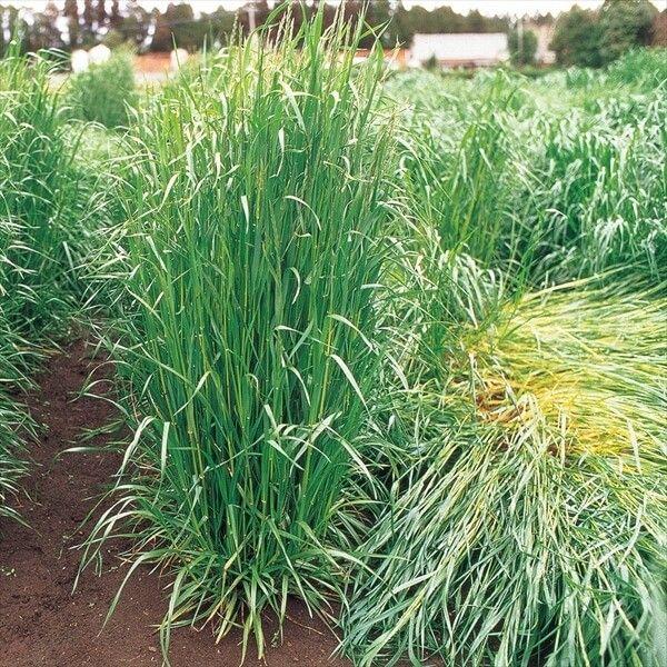 ●商品情報：有機質生産量が多い！！ 初期生育が早く、晩秋や早春に高い生草収量が得られる。草丈が高く、分けつ力も強い。耐湿性が強く、多湿な条件でもよく生育する。●用途：堆肥補給・マルチング・雑草抑制●お届け状態：種子●播種目安：・暖地：3〜4...