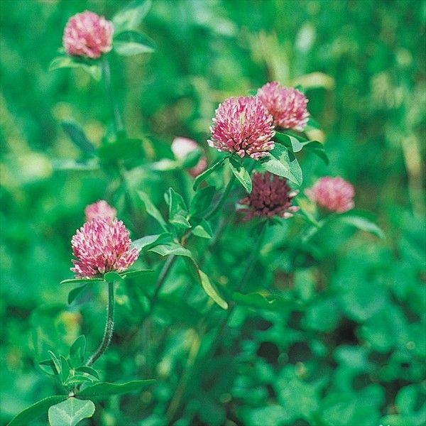 ●商品情報：遊離チッソを固定！景観用としても最適！！根は強い直根と多数の繊維根とからなり、冷涼で湿潤な気候を好む。耐寒性は強いが暑さには弱く、暖地では越年生としてしか利用できない。また酸性の強い土壌や日陰地では生育不良となる。夏には淡紅〜紅...