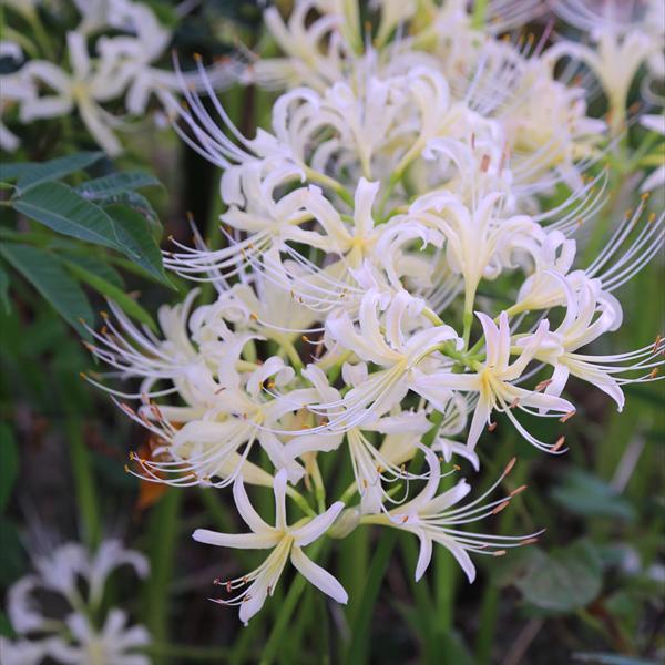 ●学名・英名Lycoris houdyshelii●商品情報：クリーム色から純白になり、咲き進むにつれてほんのりとピンクになり可愛らしい。性質強健でとても育てやすく、植えっぱなしにすると花つきがよくなります。ヒガンバナ科。注）今年は開花しな...