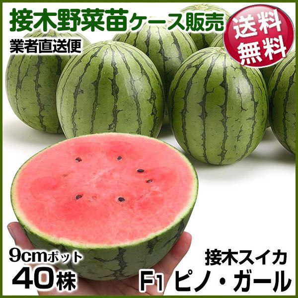 ●商品情報：種ごと食べられる食べやすさに加え、甘くて美味しい究極の小玉スイカ。糖度約14〜15度●お届け状態：接木9cmポット苗 40株入り●果重／果長：1.6〜2.2kg