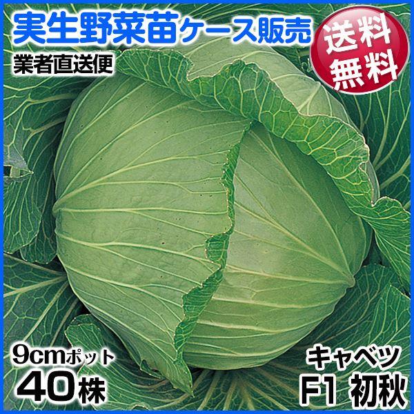 ●商品情報：暑さに強く、肉質やわらか、夏秋どり極早生種。●お届け状態：実生9cmポット苗 40株入り●果重／果長：―