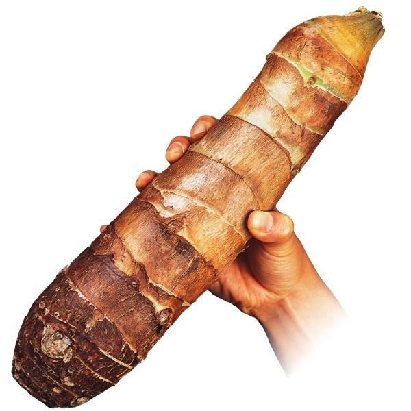 ●商品情報：最長６０ｃｍにもなる巨大里イモ!ホロホロとした食感が特徴で非常に美味しい!!「京いも」とも呼ばれ高級食材として愛されています。皮がむきやすく、煮崩れしにくいので煮物に最適です。●お届け状態：種イモ●分類：晩生●収穫期：9〜11月...