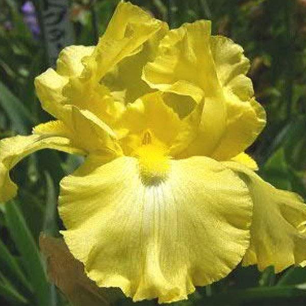 ●学名・英名：Iris (Tall Bearded)・Harvest of Memories●商品情報：虹の花(レインボーフラワー)とも呼ばれ、ドレスをまとったような優雅な花姿で人気の高いジャーマンアイリス。暑さ・寒さに強く栽培簡単。乾燥を...