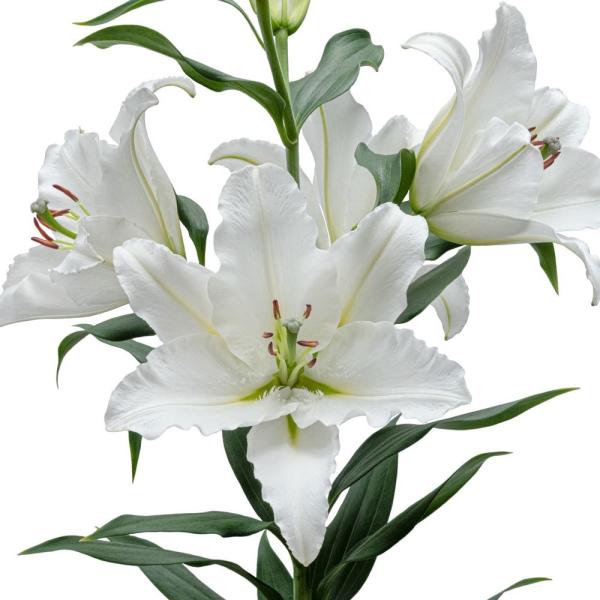 ●学名・英名：Lilium Skymaster●商品情報：育てやすく、しかも無花粉なので切花に最適なユリ。芳香あり。●お届け状態：球根●開花期：6-7月●草丈：中(80-120cm)●耐寒性：強●日照：半日陰●栽培適地：庭・鉢・切花●注意事...