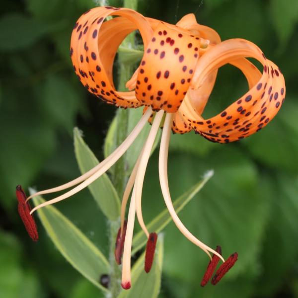 ●学名・英名：Lilium lancifolium var.●商品情報：葉のフチに黄色い斑が入るオニユリの変種。斑入り葉なので花がない時期でも楽しめます。●お届け状態：球根●開花期：7-8月●草丈：100-150cm●花径：10-15cm●...