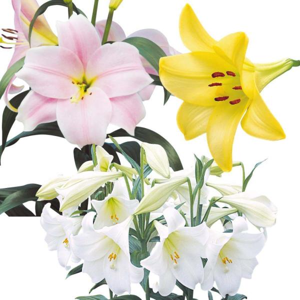 ●セット内容；ホワイトヘブン・デリアナ・カリ/各4球●学名・英名：Lilium●商品情報：切花にも大人気の鉄砲ユリを集めたセット。良い香りがします。●お届け状態：球根●開花期：6月●草丈：100〜120cm●耐寒性：強●日照：日向・半日陰●...