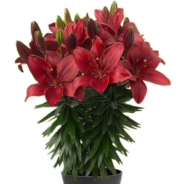 ●学名・英名：Lilium Trendy Havana●商品情報：草丈が低くコンパクトなので鉢植えに向くすかしユリ。ベランダ栽培にもぴったり!●お届け状態：球根●開花期：6月●草丈：30-40cm●耐寒性：強●日照：日なた●栽培適地：庭・鉢...