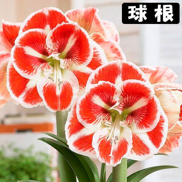 ●学名・英名：Hippeastrum Samba●商品情報：2月から5月に咲くアマリリスの球根。赤地に白の覆輪が良く映える一重咲きアマリリスです。球根の上部３分の１程度出るくらいの浅さで鉢に植え付けます。水をやると成長がスタート! ●お届け...