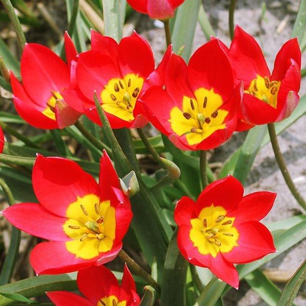 ●学名・英名：Tulipa humilis Red Beauty●商品情報：一般的な交配種のチューリップより性質が強く、2〜3年植えっぱなしでもOKな原種系チューリップ。蕾はツートンカラーで可愛く、開くと赤花弁の中央が黄色でキュートな原種系...