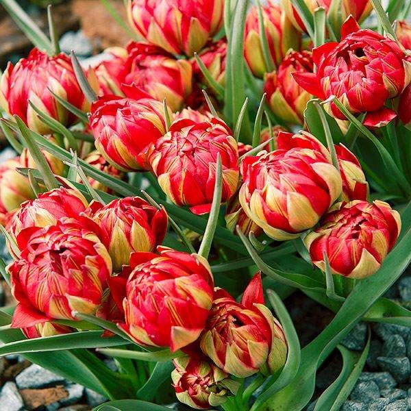 ●学名・英名：Tulipa Samantha●商品情報：一般的な交配種のチューリップより性質が強く、2〜3年植えっぱなしでもOKな原種系チューリップ。ころんと可愛い八重咲き花を、1球から複数咲かせる原種系チューリップです。ユリ科。●お届け状...